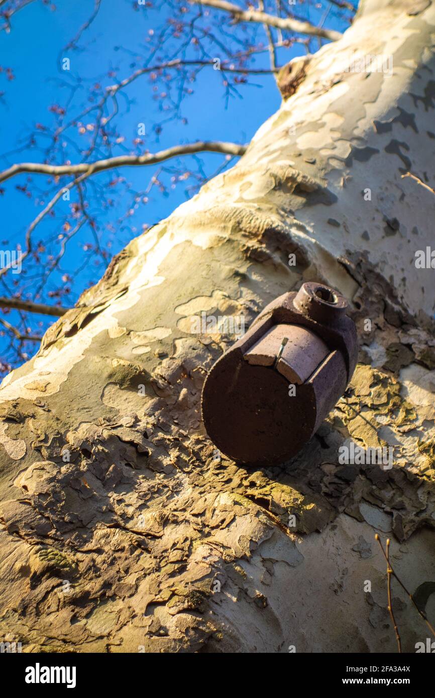 Shot of a tree trunk with cylinder bird house Stock Photo - Alamy