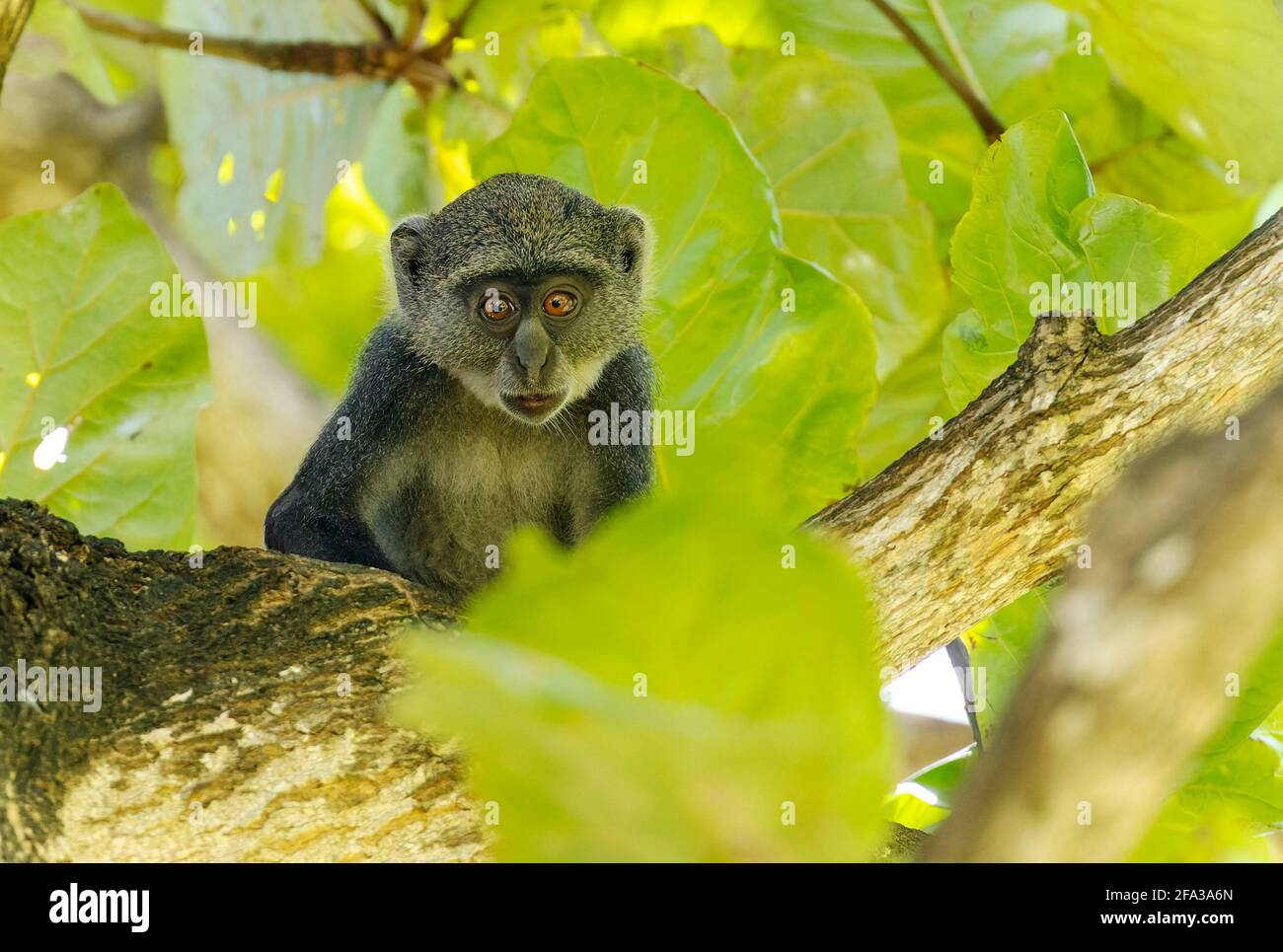 White-throated Monkey (cercopithecus albogularis) in a tree, Kenya ...