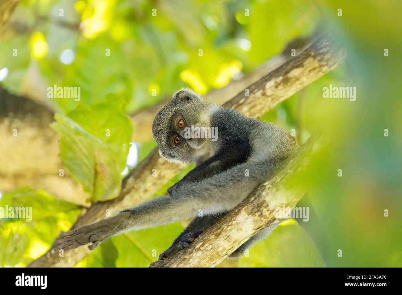 White throated guenon hi-res stock photography and images - Alamy