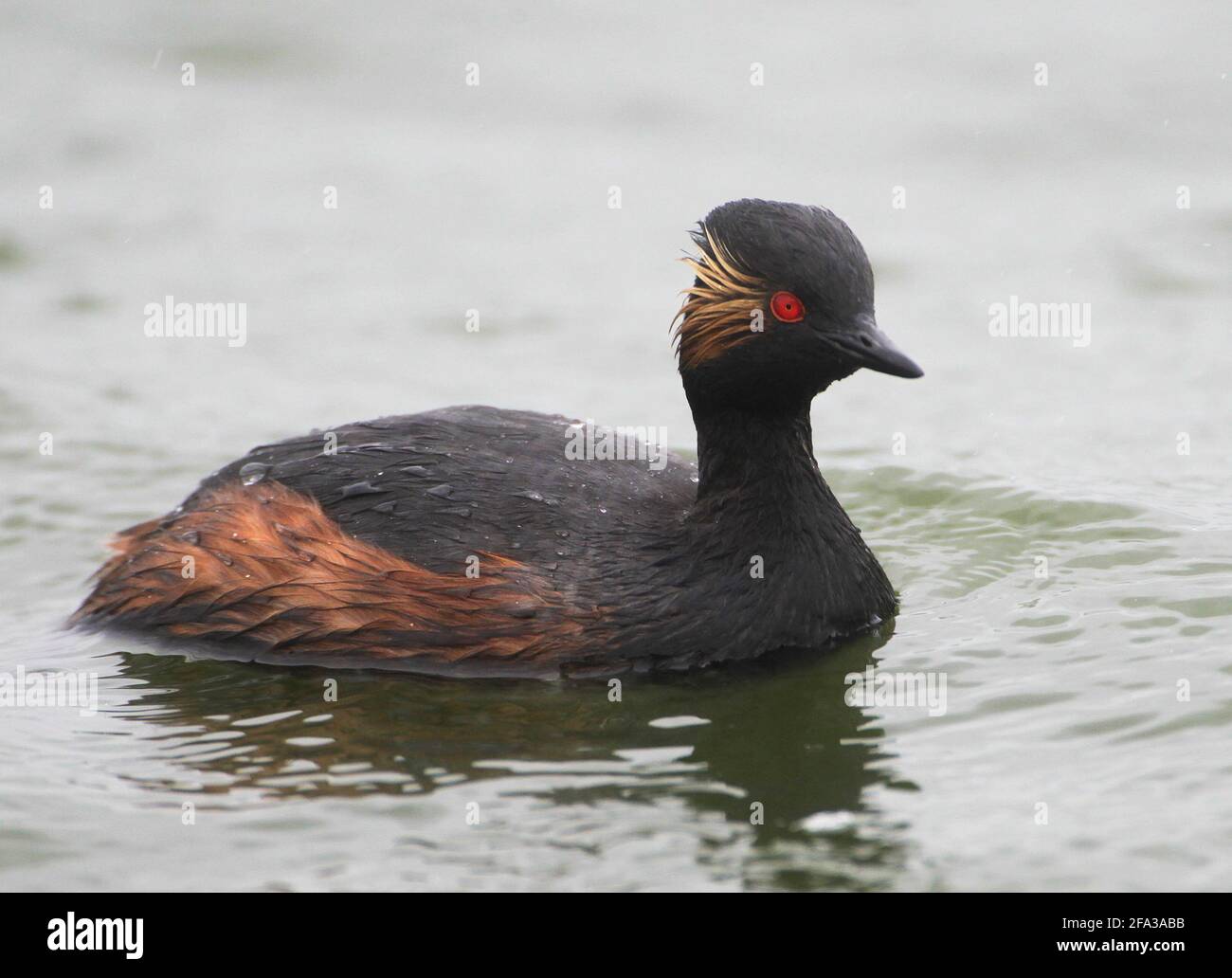 A black-necked Grebe in a Lake, Germany, Europe Stock Photo - Alamy