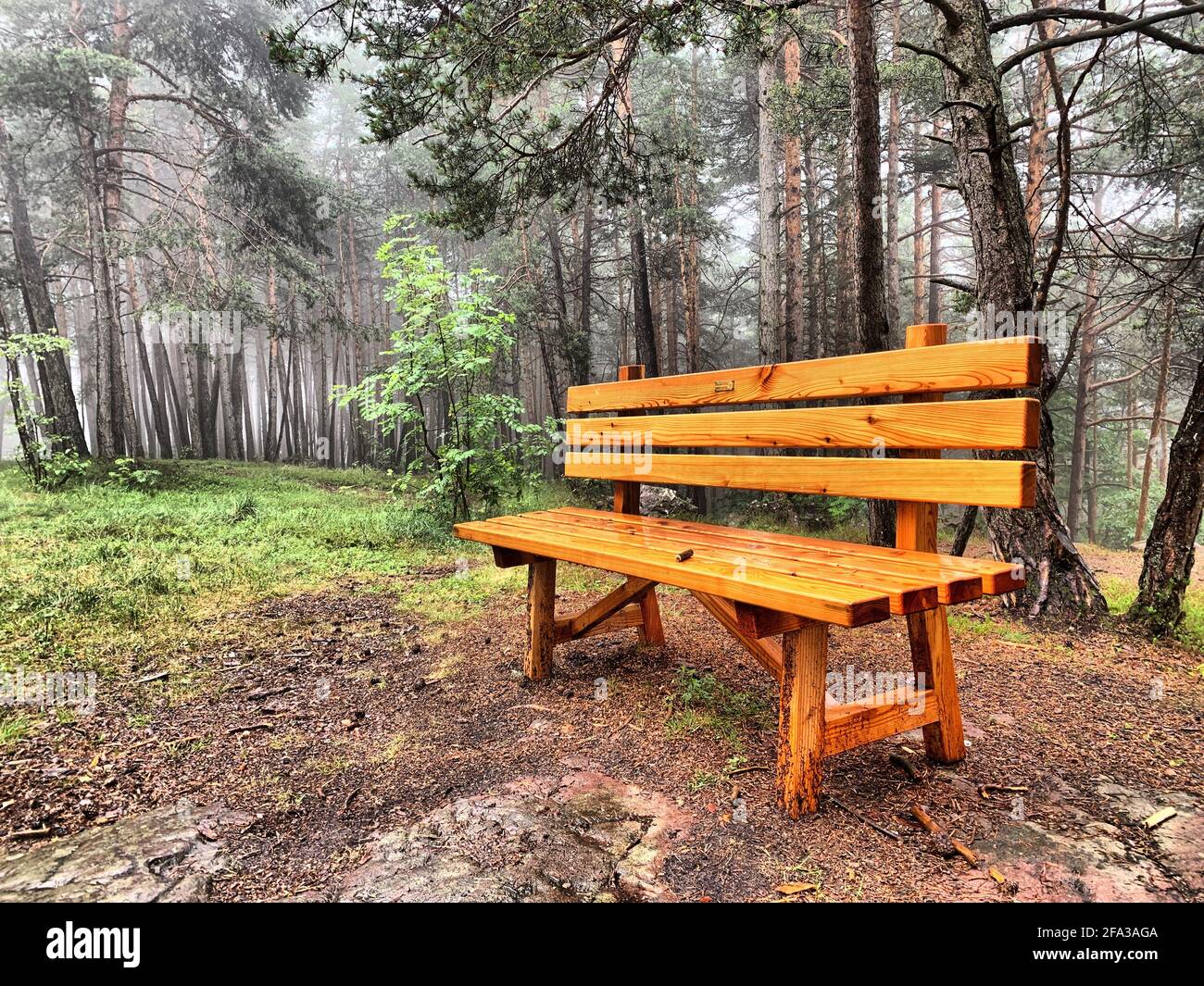 Wooden bench in a forest park after the rain Stock Photo - Alamy