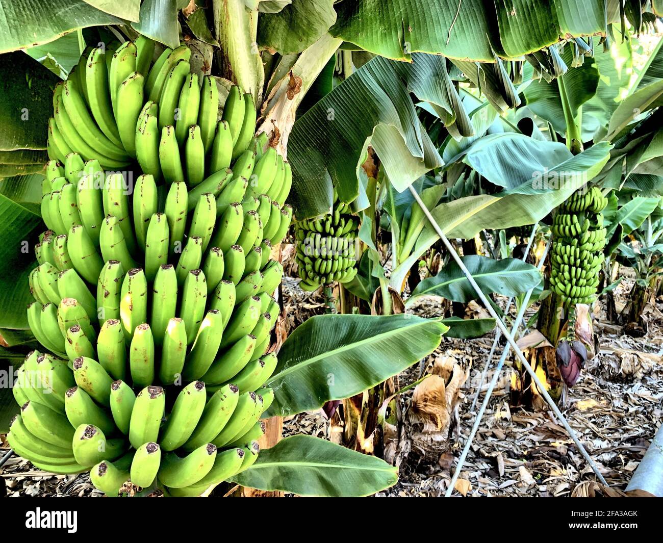 Bananas ripening on a tree in the forest Stock Photo - Alamy