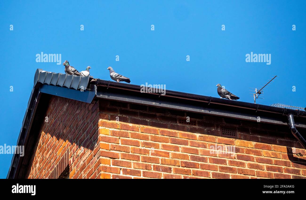 Feral pigeons building hi-res stock photography and images - Alamy