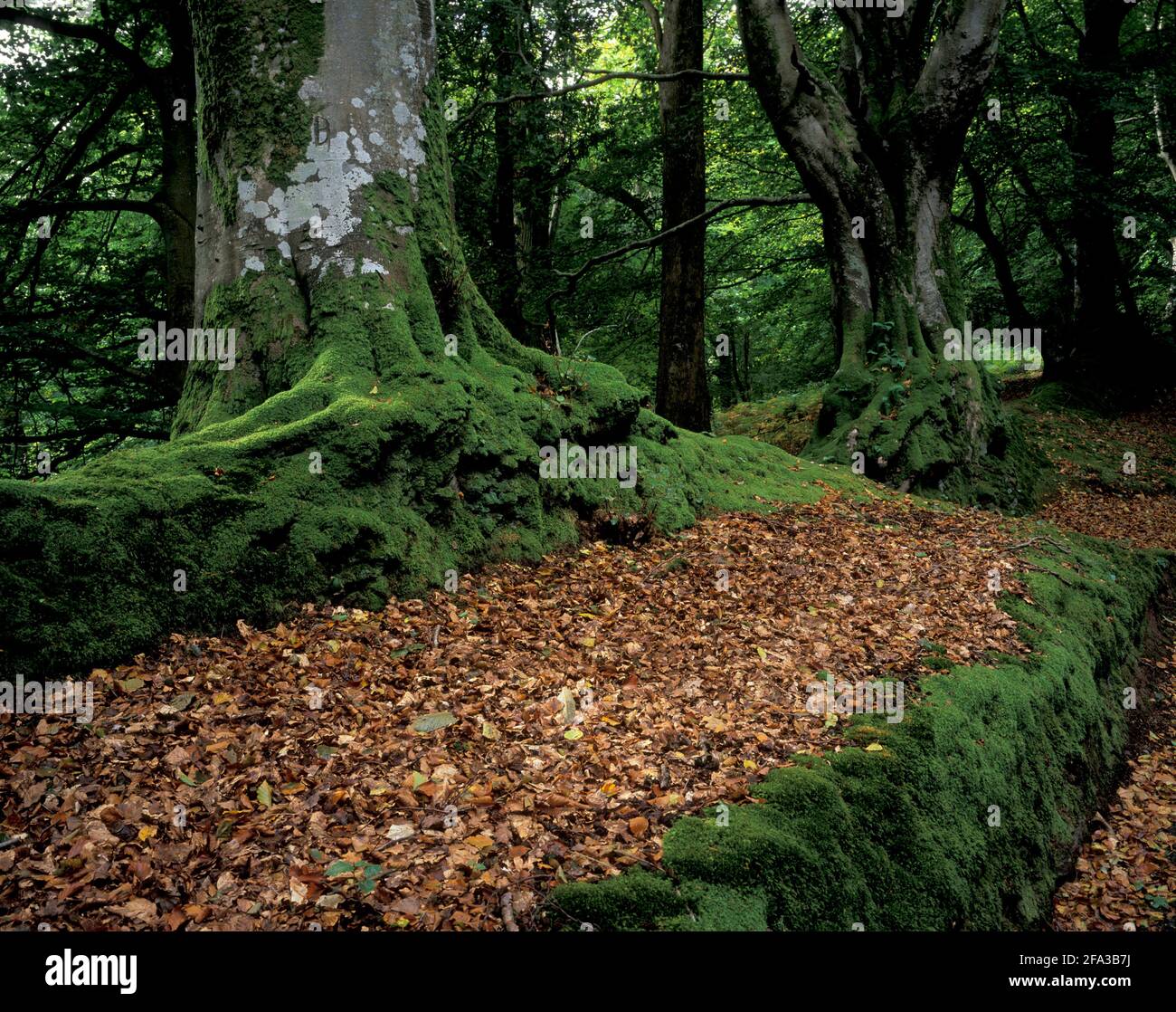 Moss and beech hi-res stock photography and images - Alamy