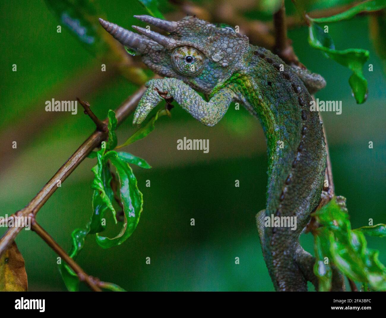 Lizard horns hi-res stock photography and images - Alamy
