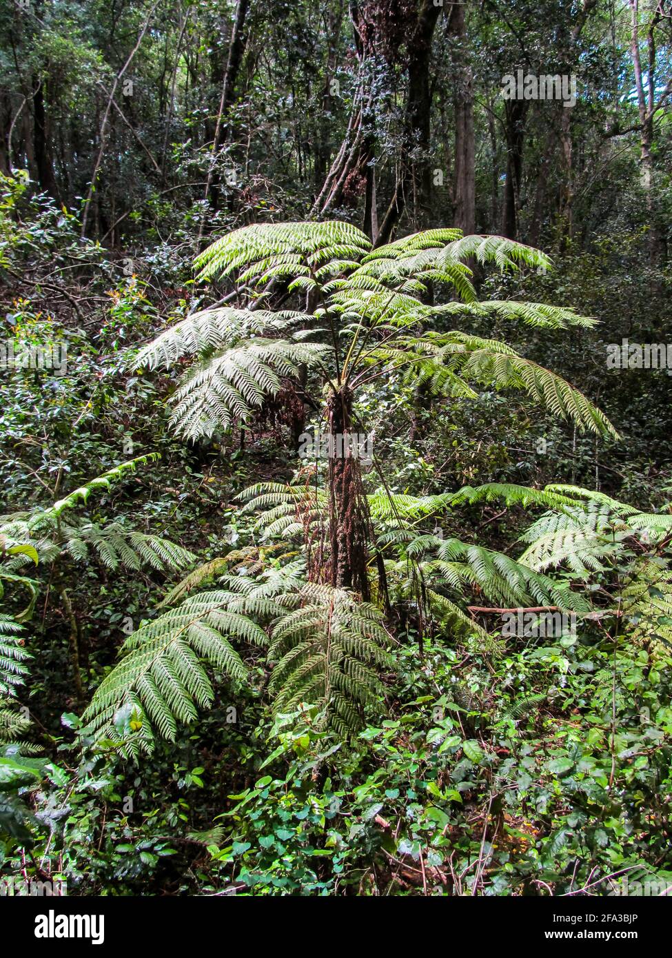 A large tree fern growing in a clearing in the Tsitsikamma rainforest ...