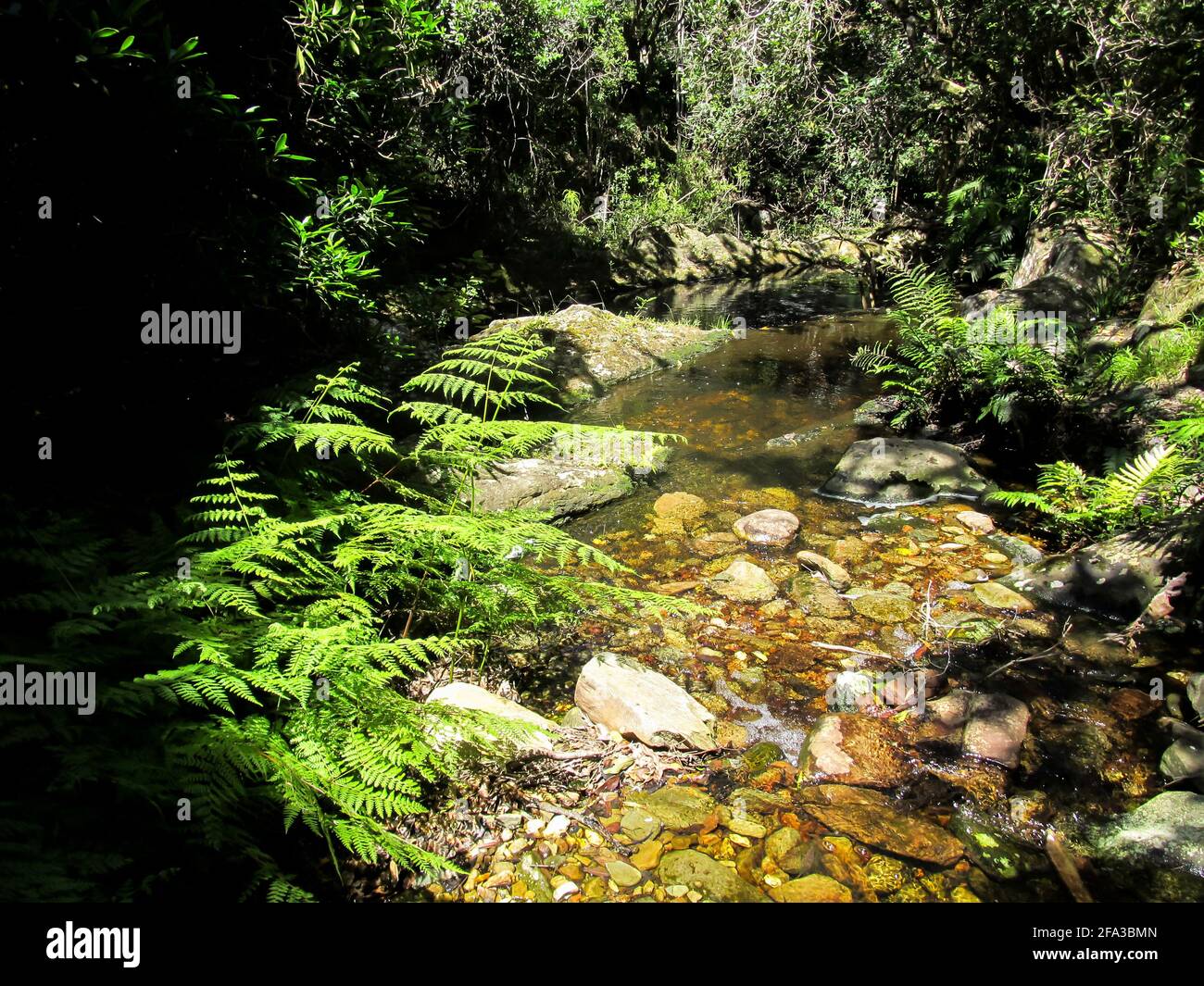 A small clear mountain stream flowing through the Tsitsikamma forest in ...