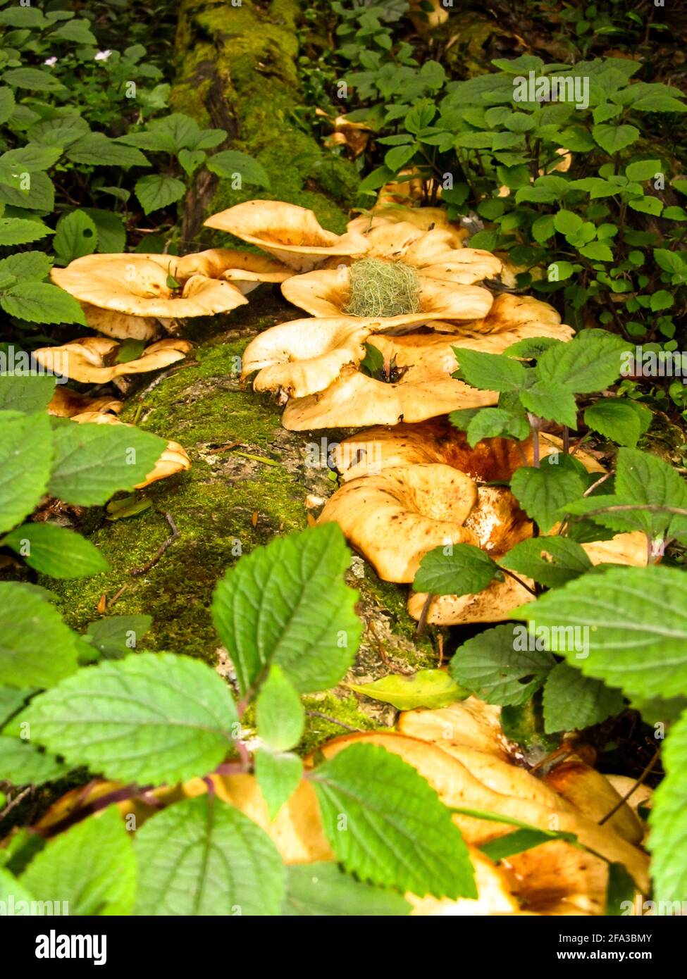 Rainforest fungi fungus log hi-res stock photography and images - Alamy