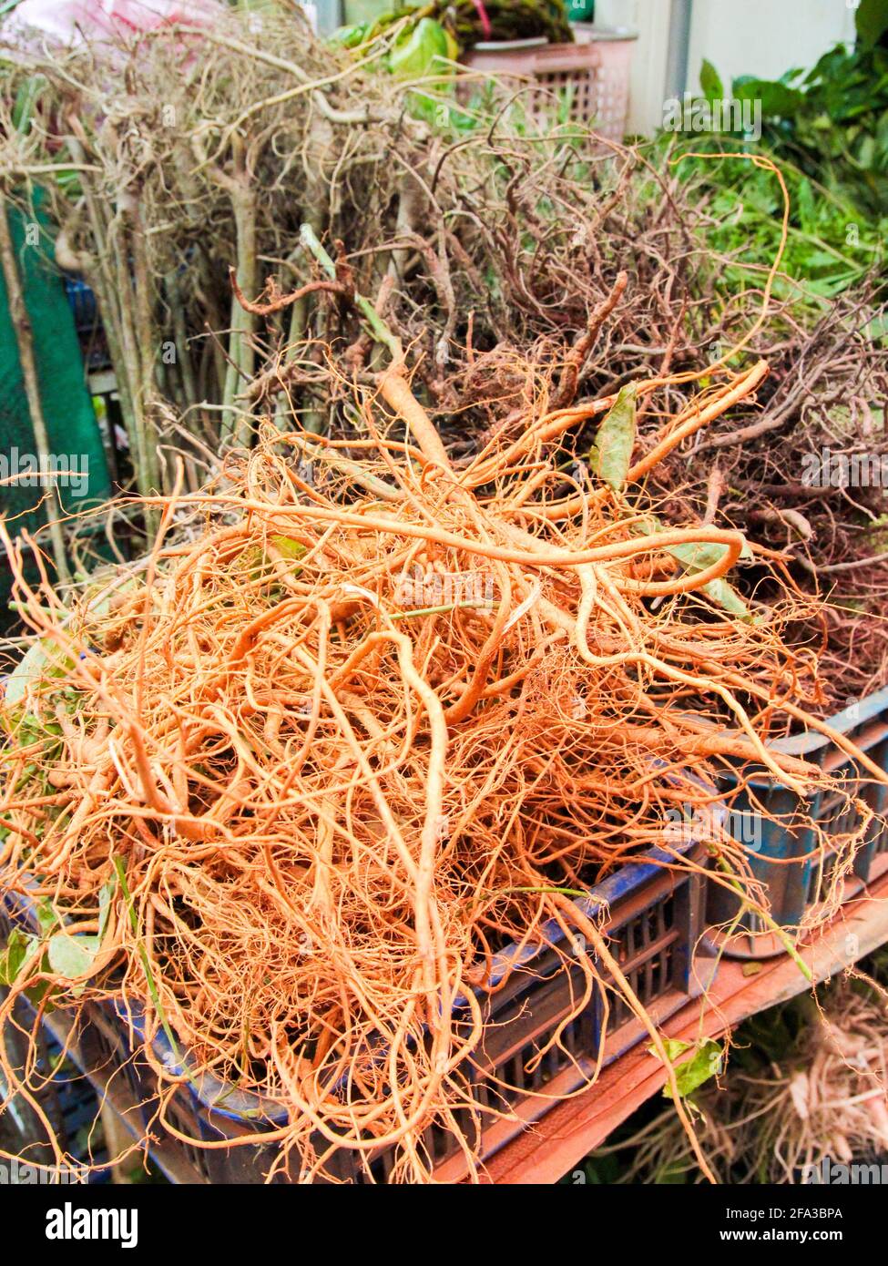 Curled roots hi-res stock photography and images - Alamy