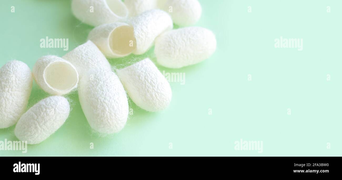 Many white silkworm cocoons shell for production of silk thread and ...