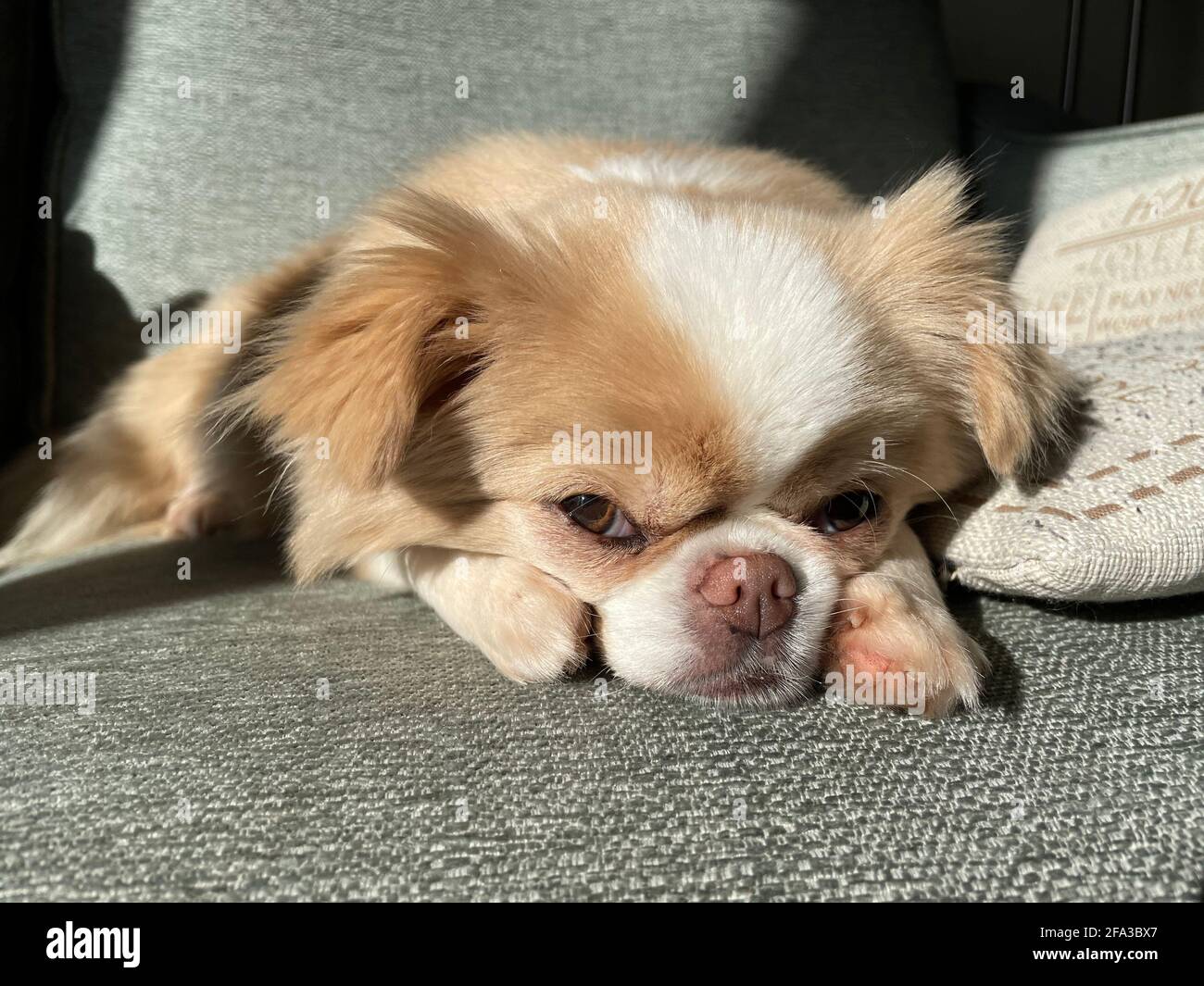 Tired chihuahua hi-res stock photography and images - Alamy