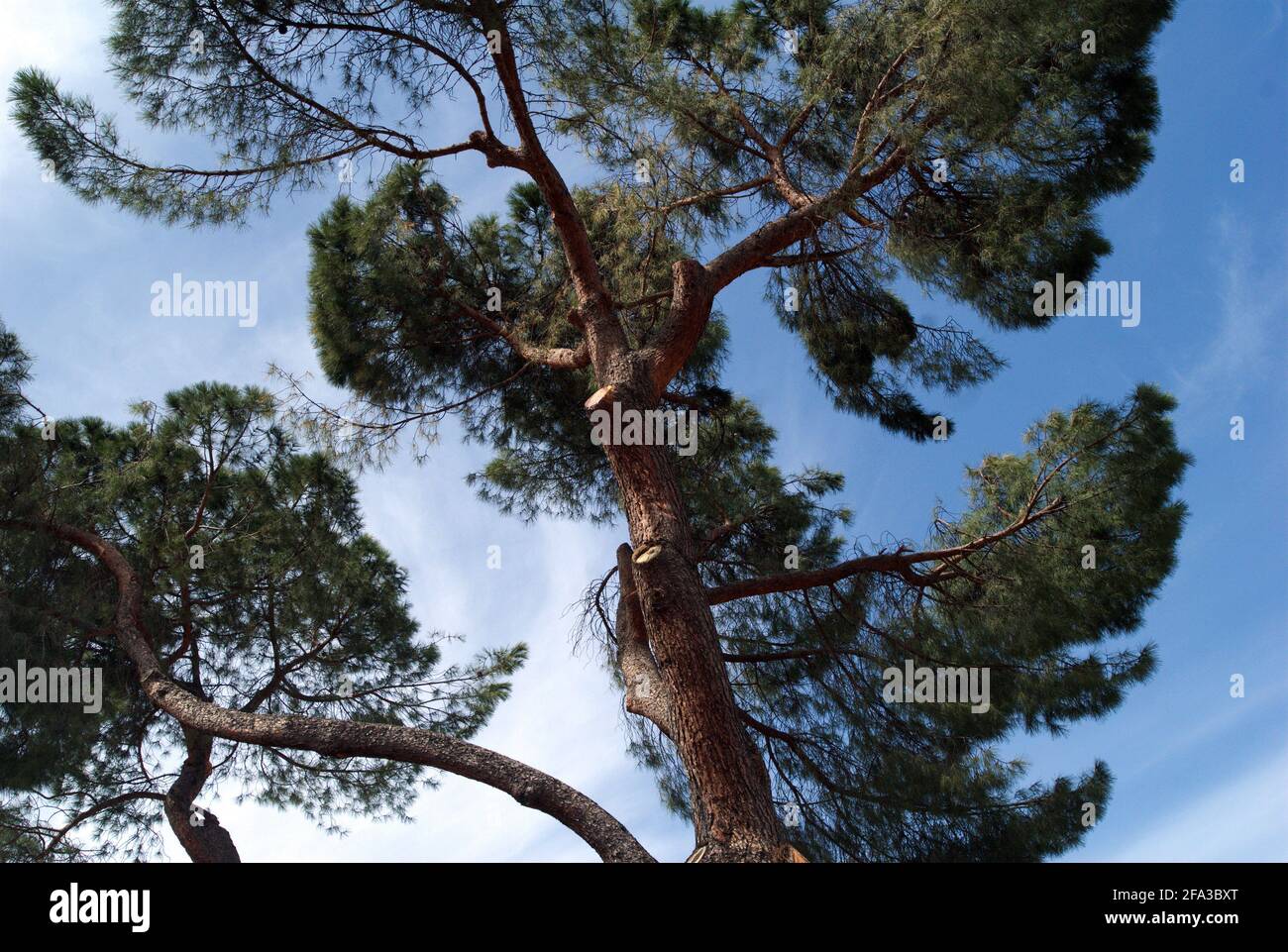 Pine tree on a Park Stock Photo - Alamy