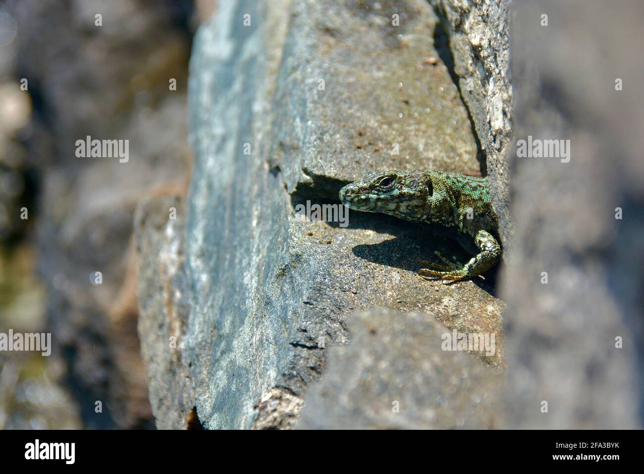 Lizard enjoying the sun Stock Photo - Alamy
