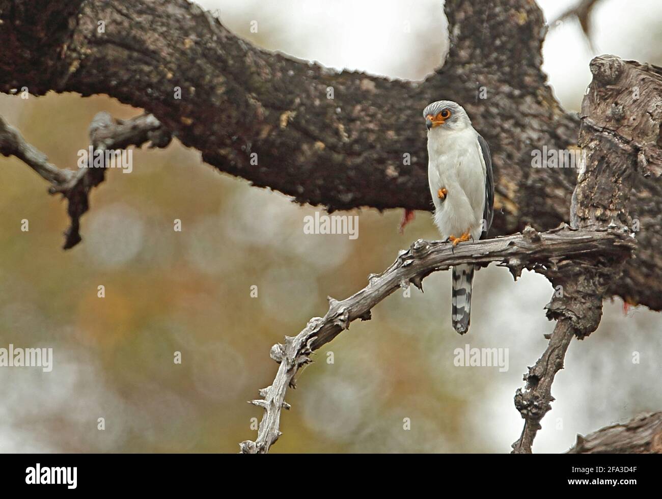 White rumped pygmy falcon hi-res stock photography and images - Alamy