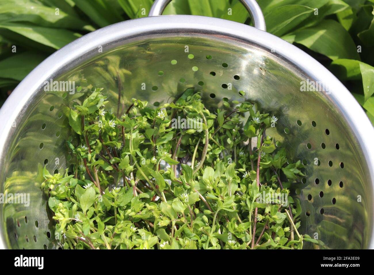 fresh chickweed in a sieve in front of wild garlic Stock Photo - Alamy