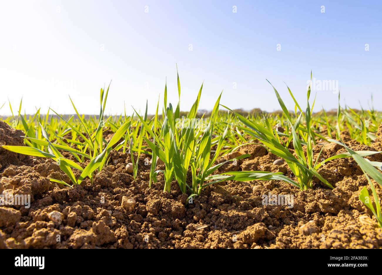 Germinating seeds hi-res stock photography and images - Alamy