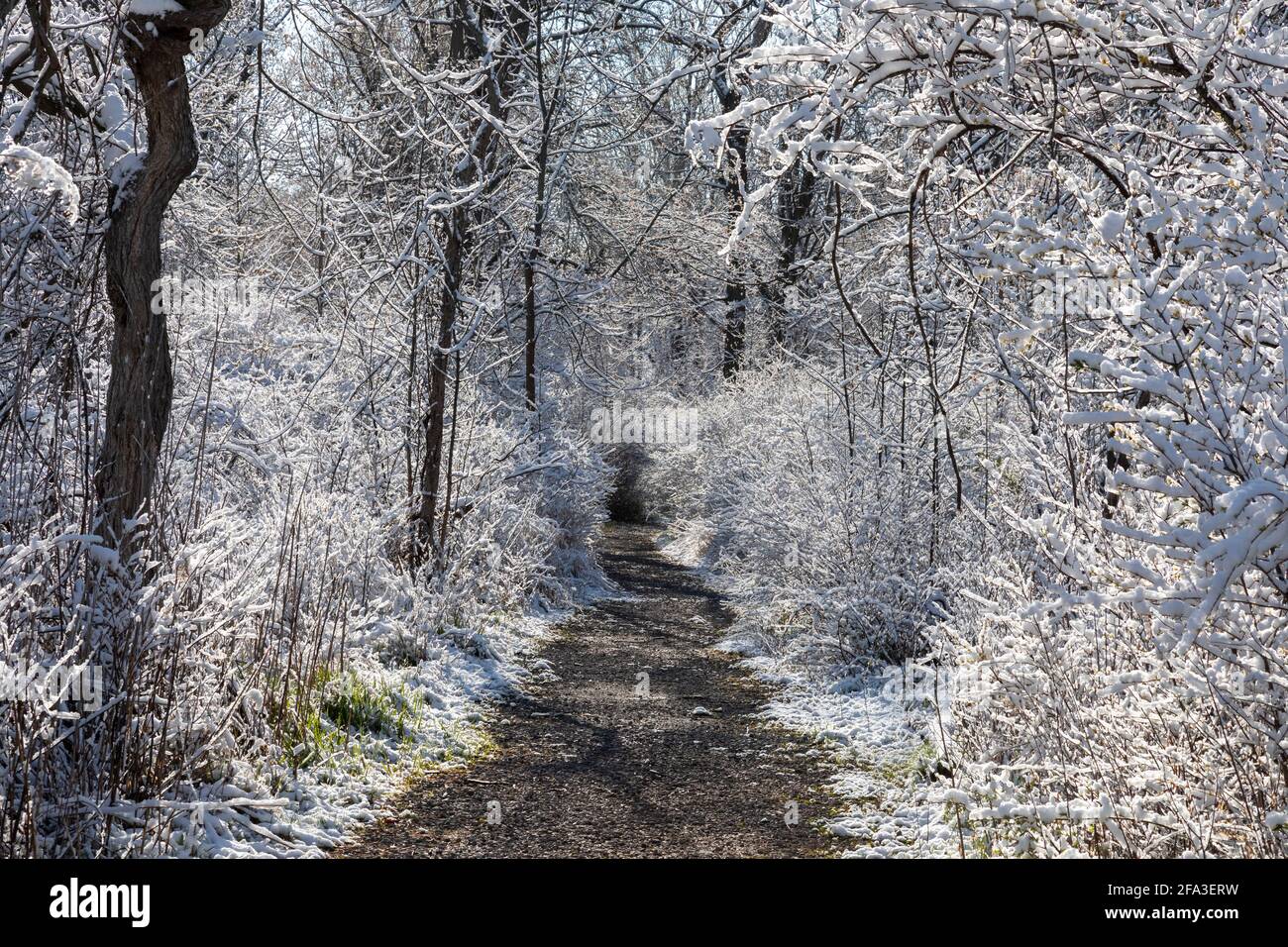 Detroit, Michigan - A hiking trail on Belle Isle, an island park in the ...