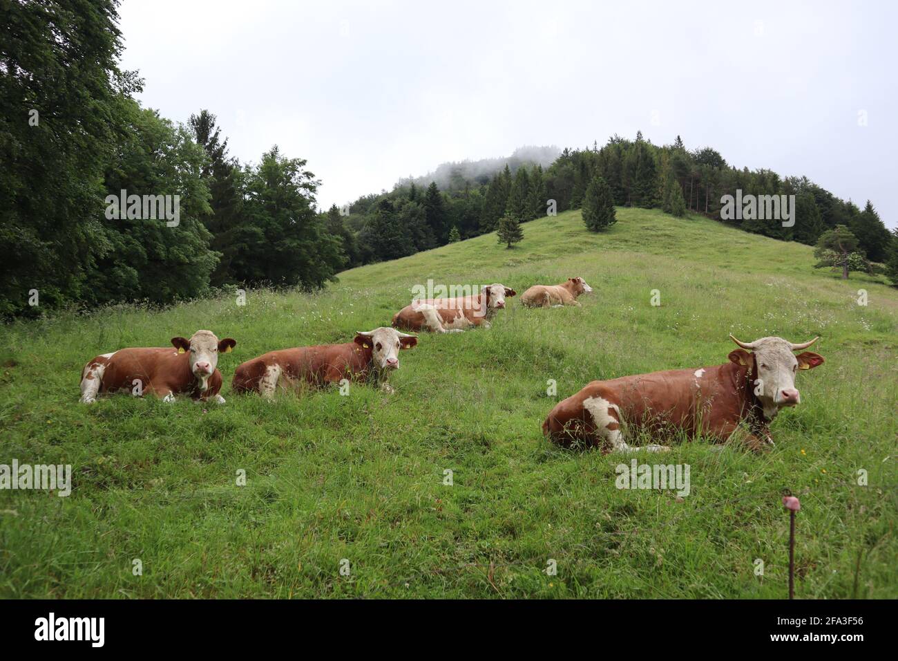 Five bavarian cows lying on green grass on hillside looking in the ...