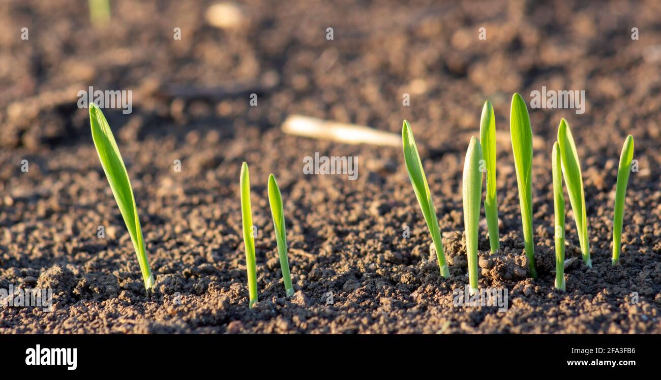 Sprouts of young barley or wheat in the field, germinate in the soil of ...