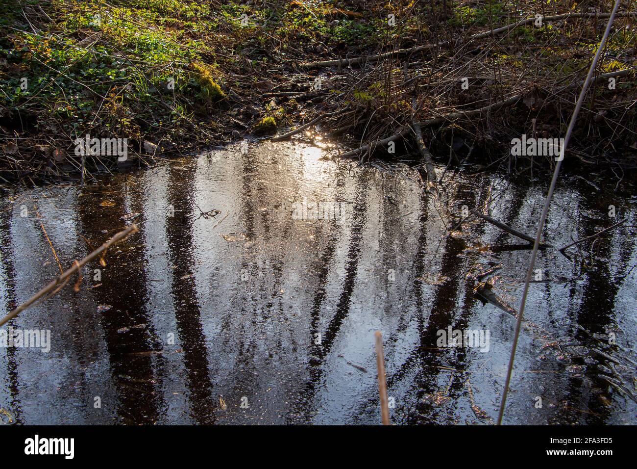 Swamp in the forest hi-res stock photography and images - Alamy