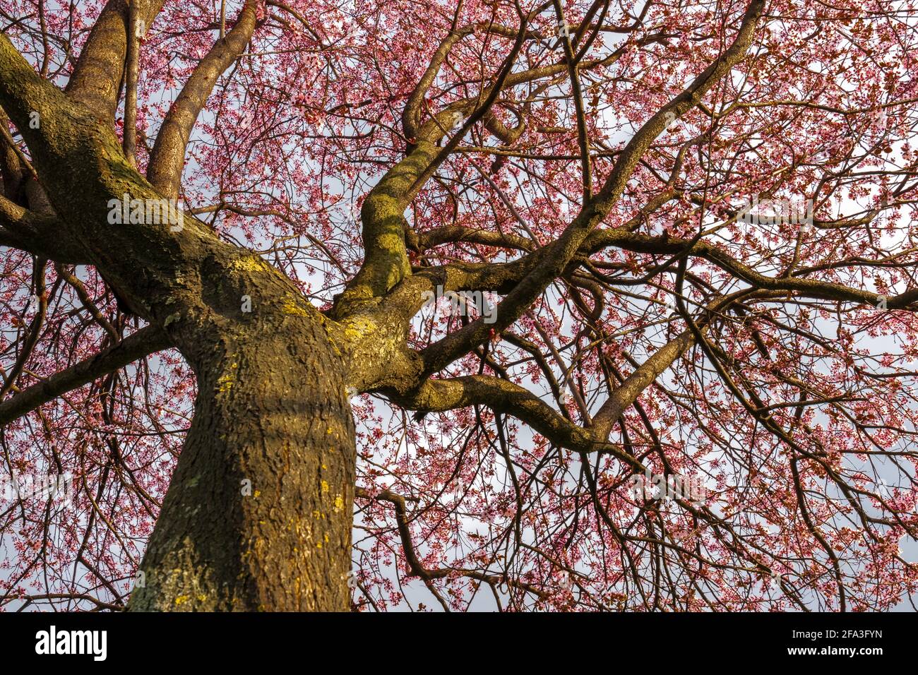 Tree blooms in spring with pink flowers Stock Photo - Alamy