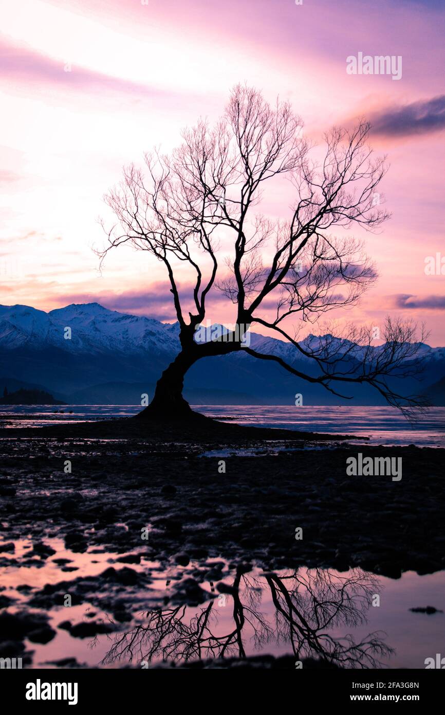 The Wanaka Tree at Sunset; South Island, New Zealand Stock Photo - Alamy