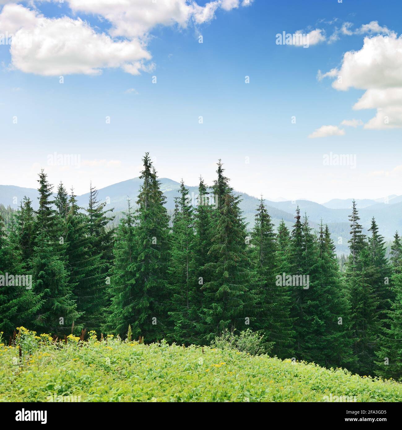 Beautiful pine hi-res stock photography and images - Alamy