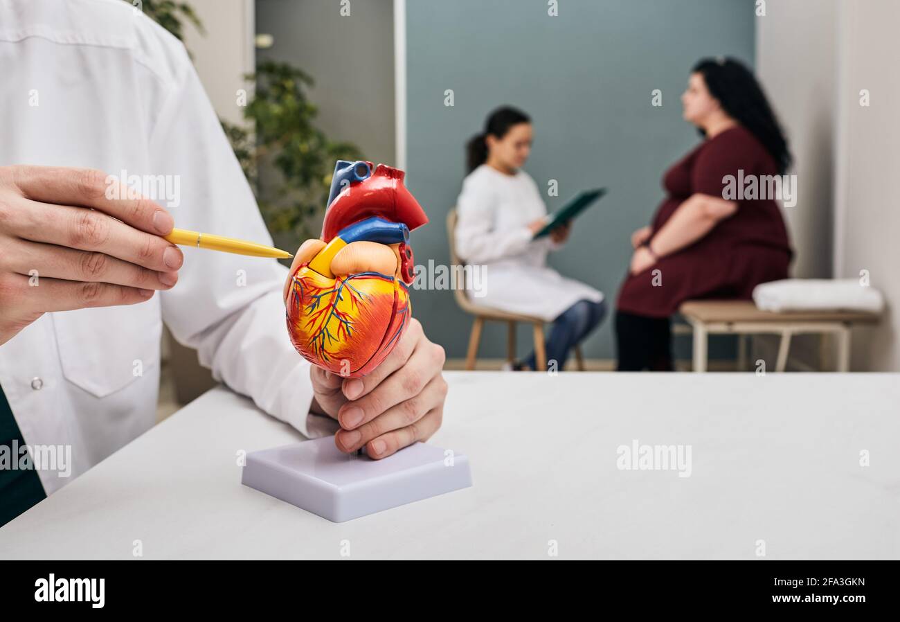 Treatment of heart disease. doctor using heart anatomical model to ...