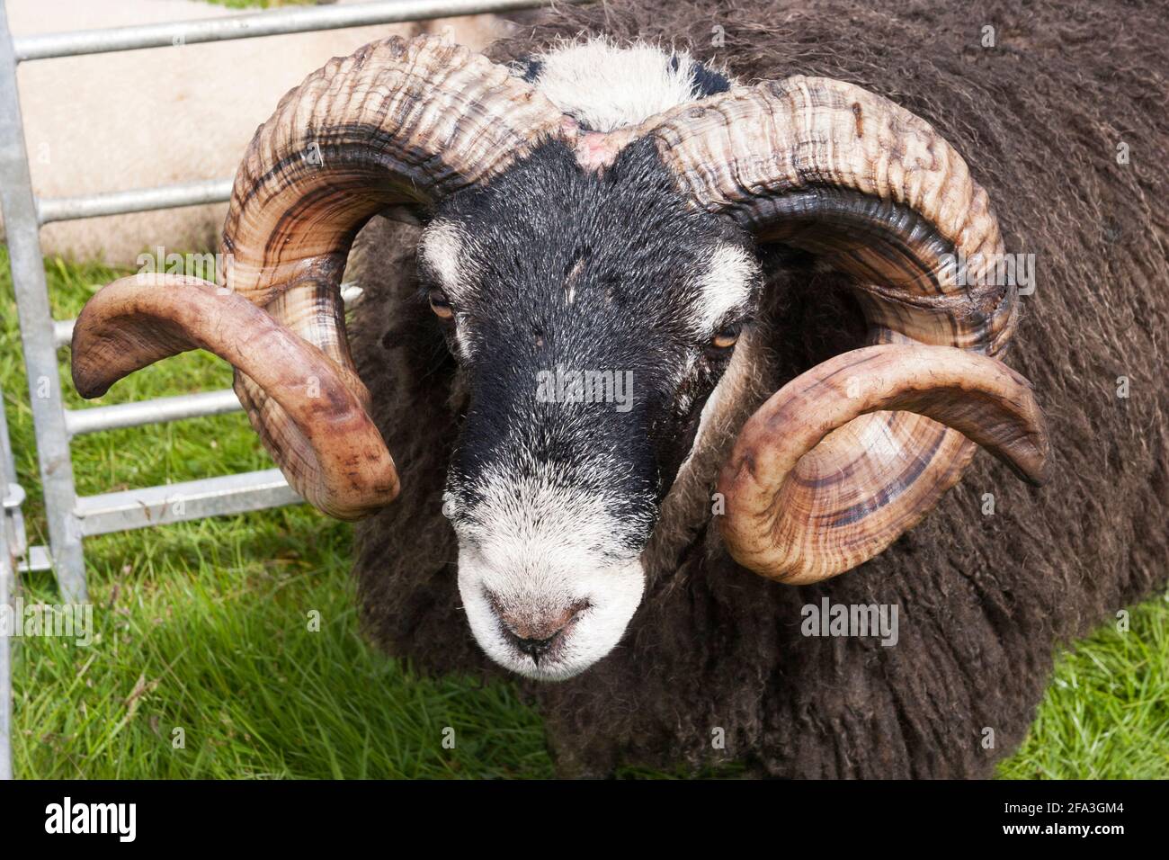 Black faced ram hi-res stock photography and images - Alamy