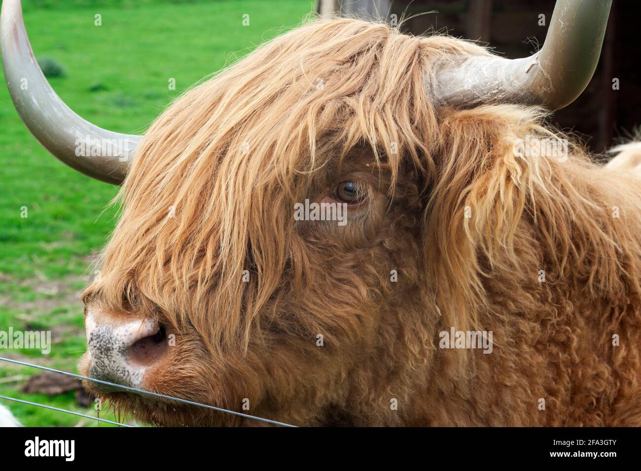 Cow looking over fence hi-res stock photography and images - Alamy