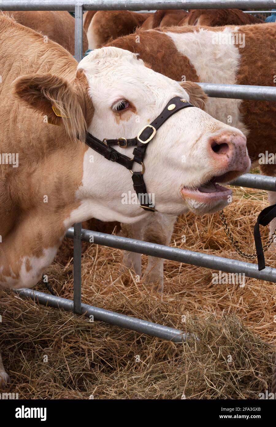 Bellowing cow hi-res stock photography and images - Alamy