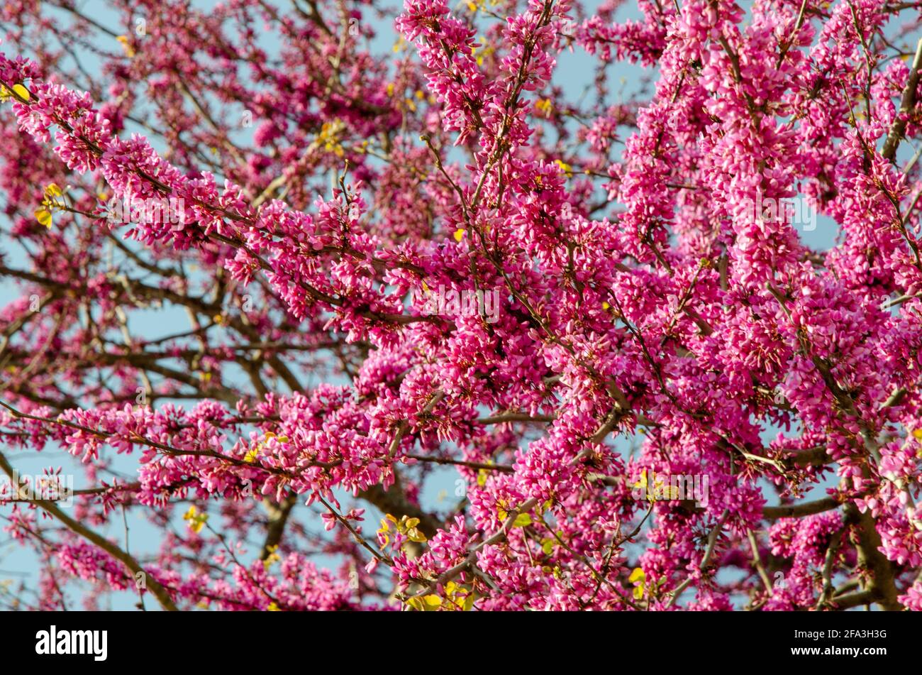 Pink flowering tree. Beautiful nature scene with blooming tree Stock ...