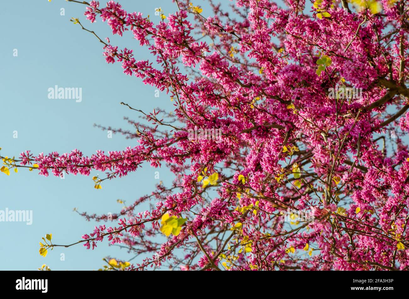 Pink flowering tree. Beautiful nature scene with blooming tree Stock ...
