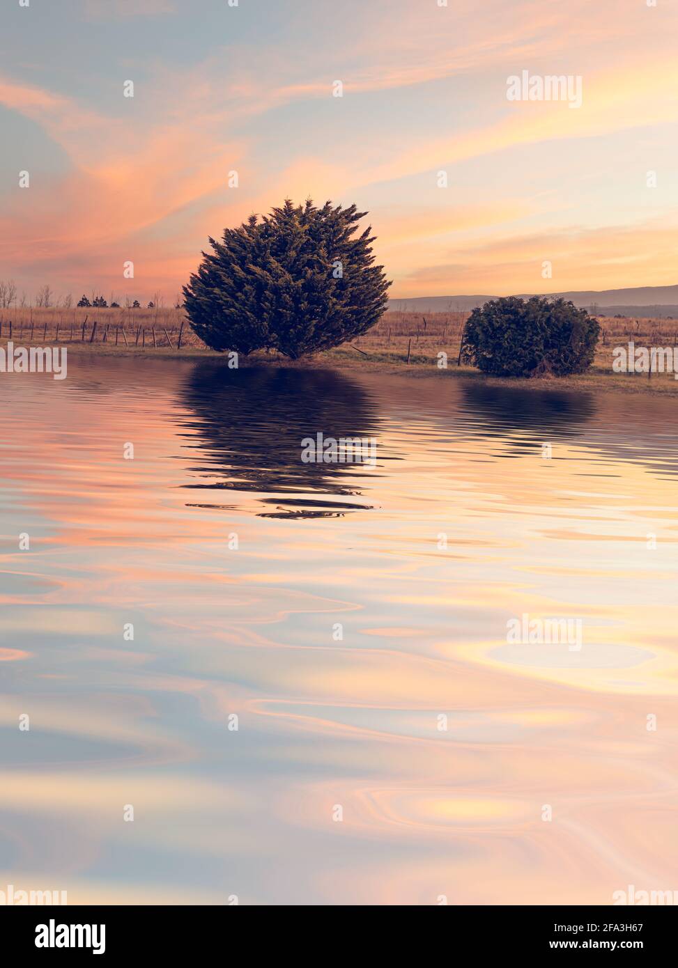 Bush in a lake Stock Photo - Alamy