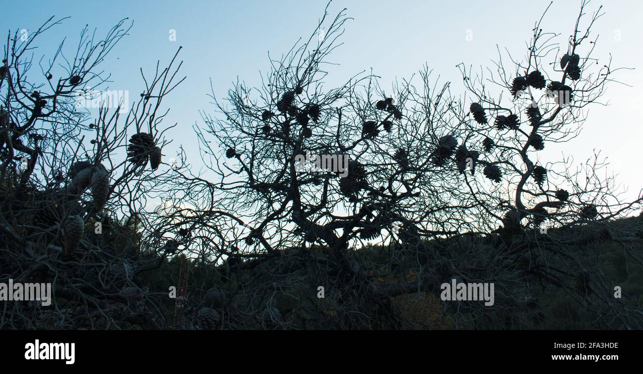 A branch of pine tree after a forest fire passed through.Isolated dead ...
