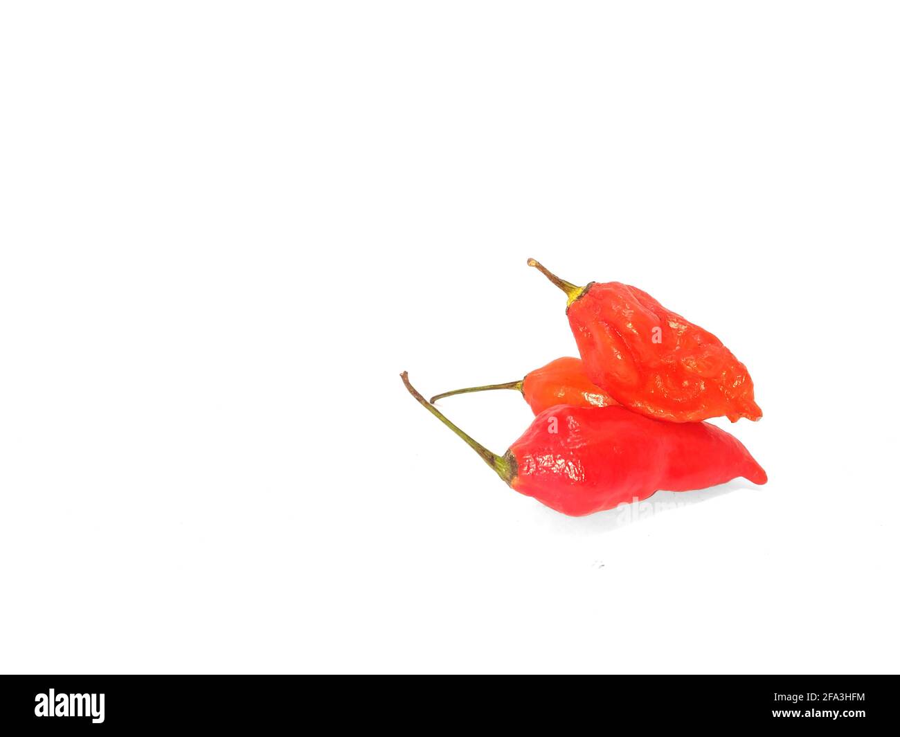 bhut jolokia ghost pepper isolated on white background. ghost pepper ...