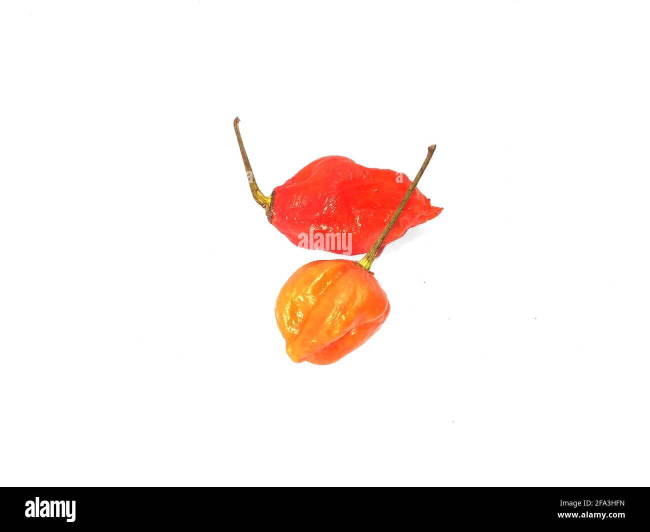 bhut jolokia ghost pepper isolated on white background. ghost pepper ...