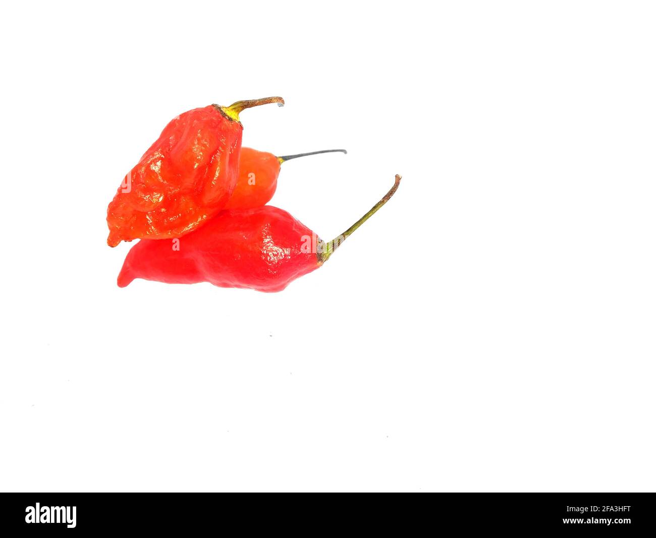 bhut jolokia ghost pepper isolated on white background. ghost pepper ...