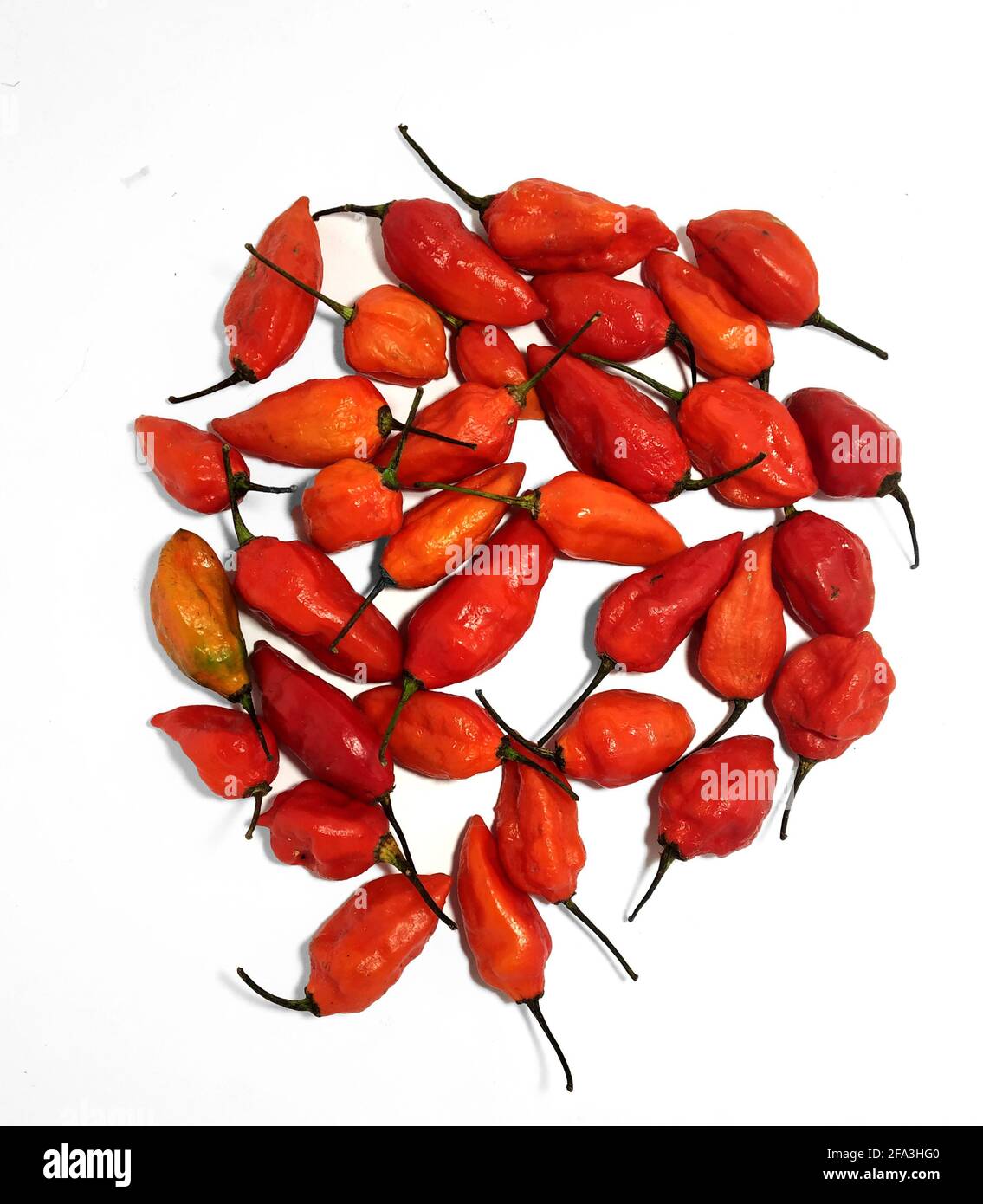 bhut jolokia ghost pepper isolated on white background. ghost pepper ...