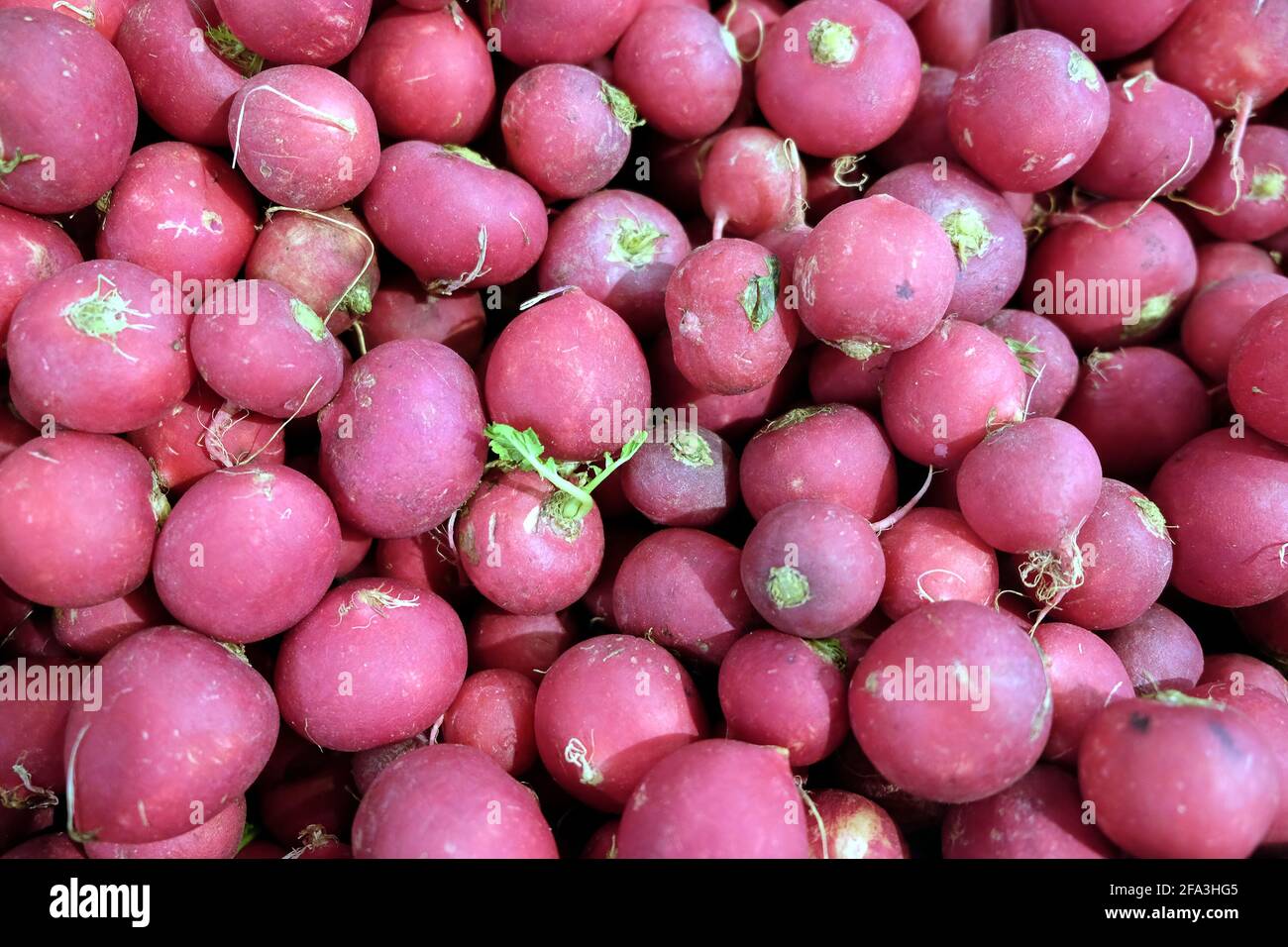 Still life with crop of many ripe red redishes as background top view ...