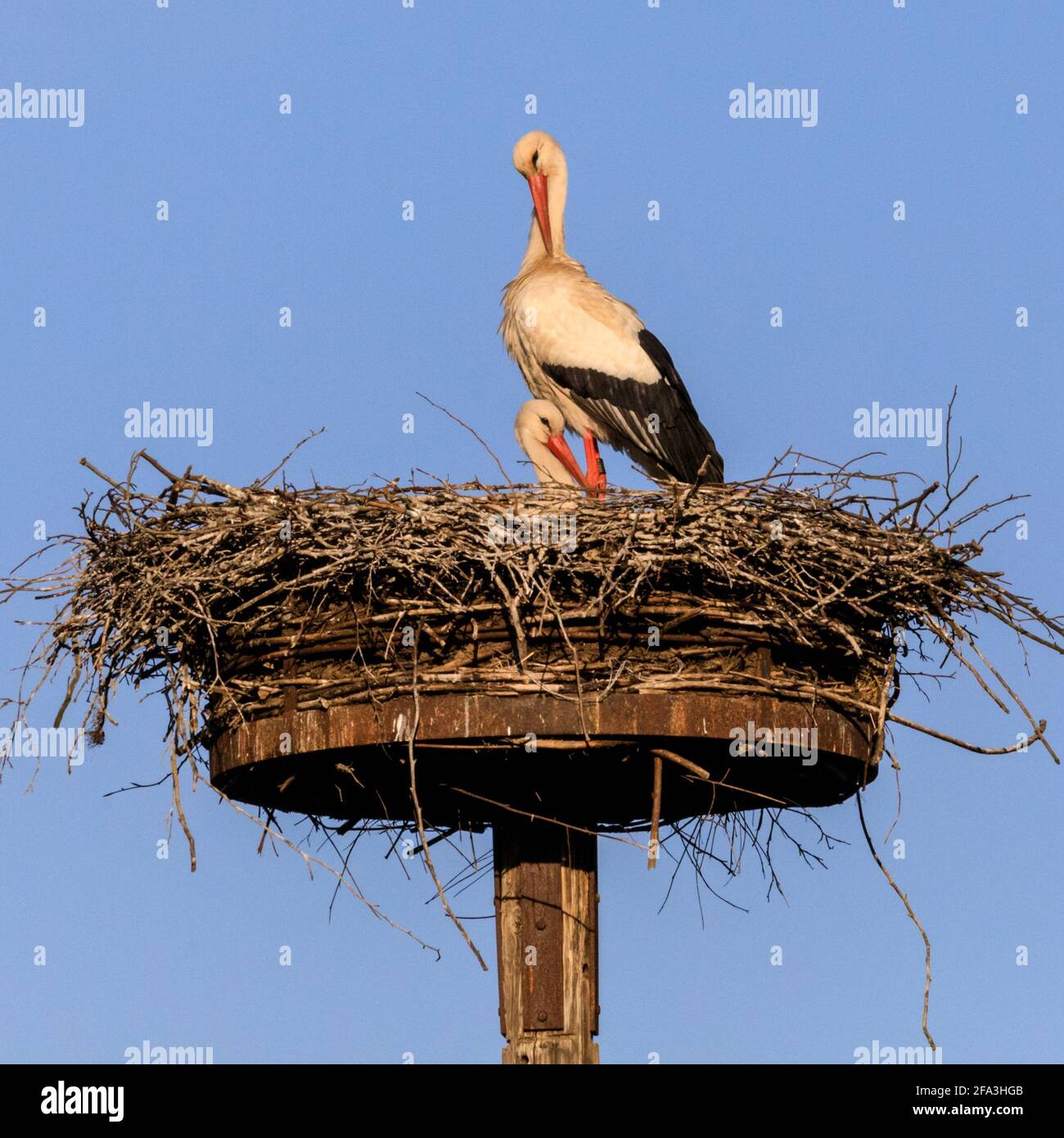 Annual breeding bird nest hi-res stock photography and images - Alamy