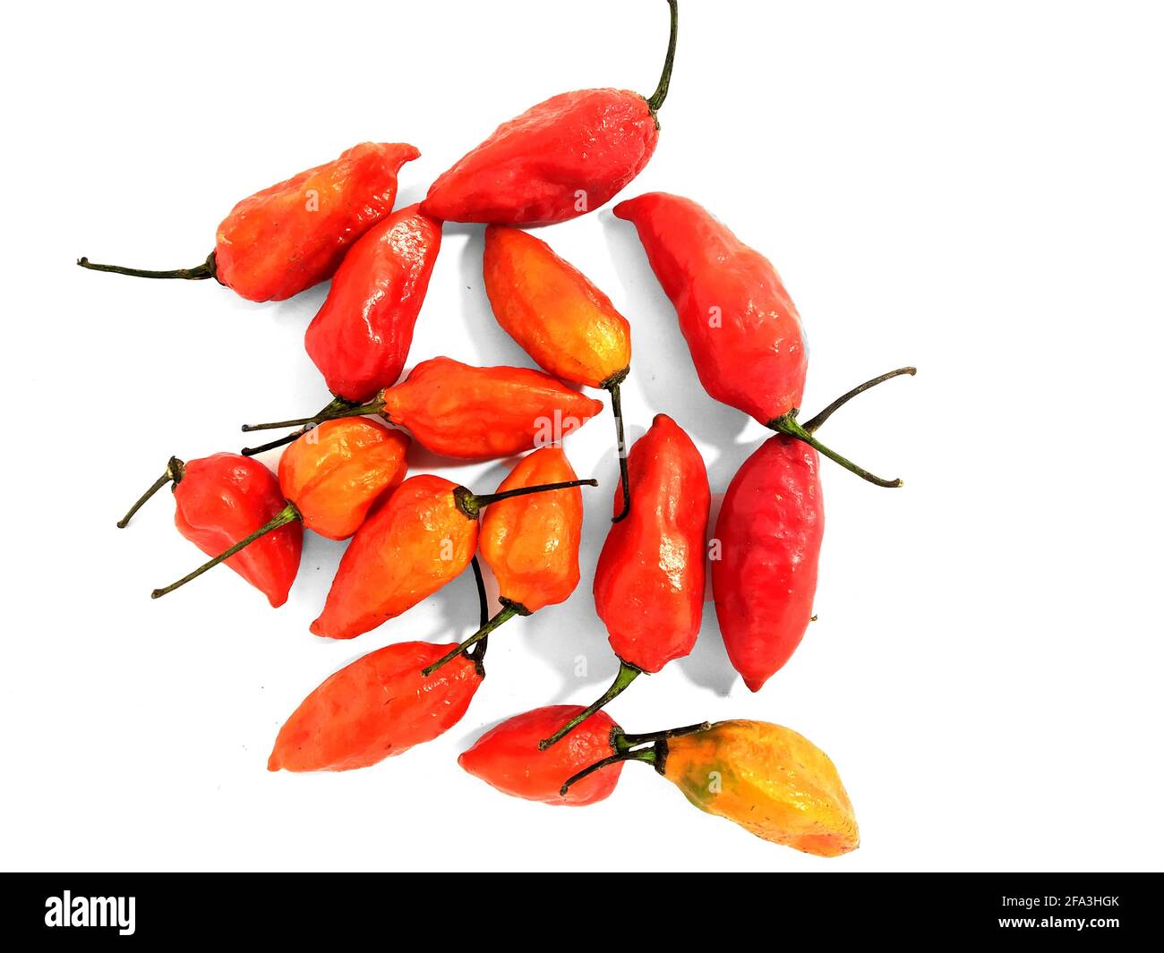 bhut jolokia ghost pepper isolated on white background. ghost pepper ...