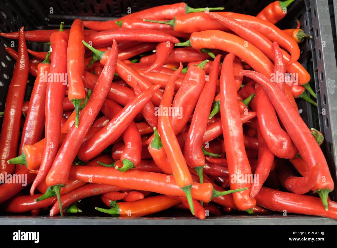 Still life with lot of long ripe red chili peppers inside black plastic ...