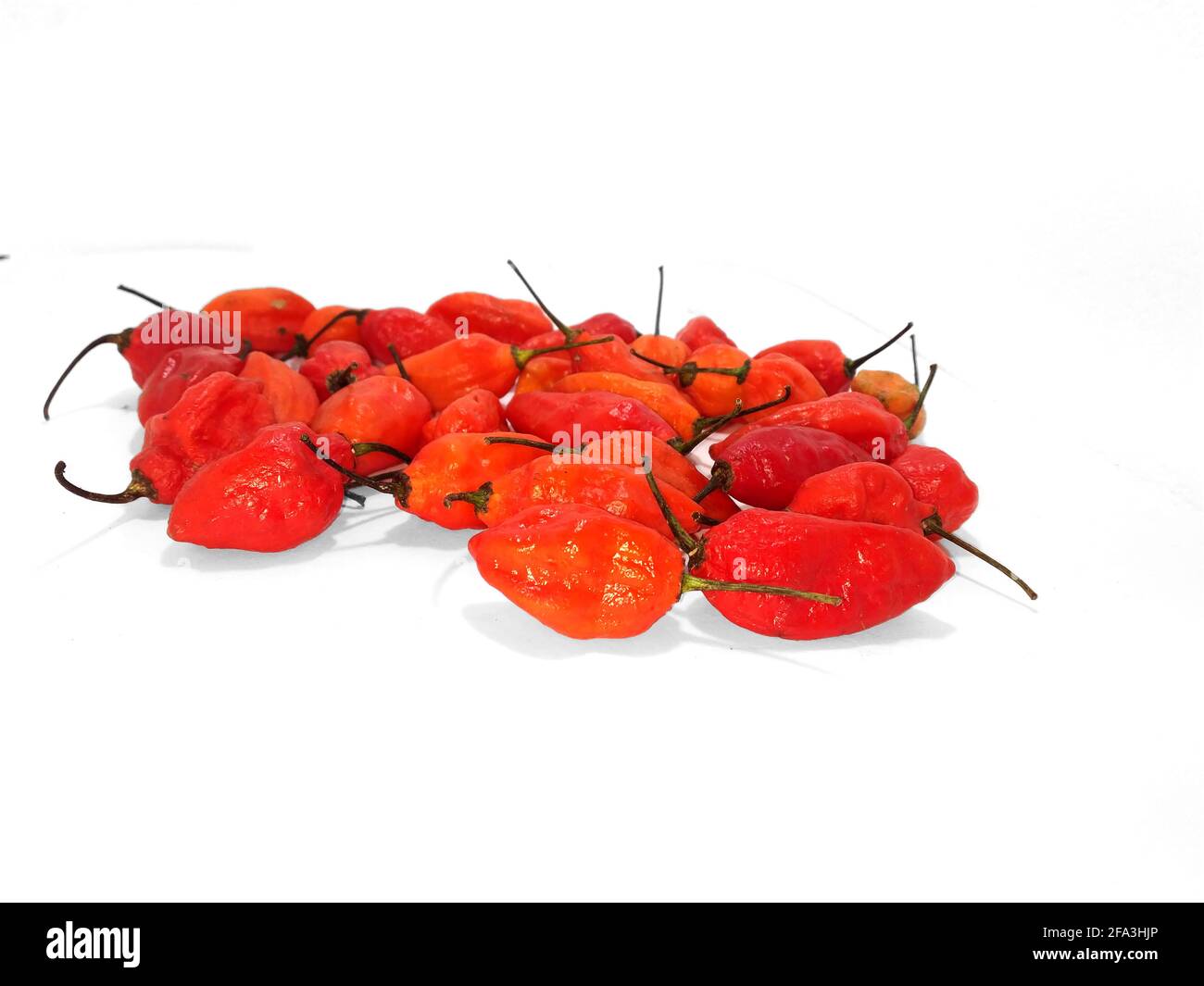 bhut jolokia ghost pepper isolated on white background. ghost pepper ...
