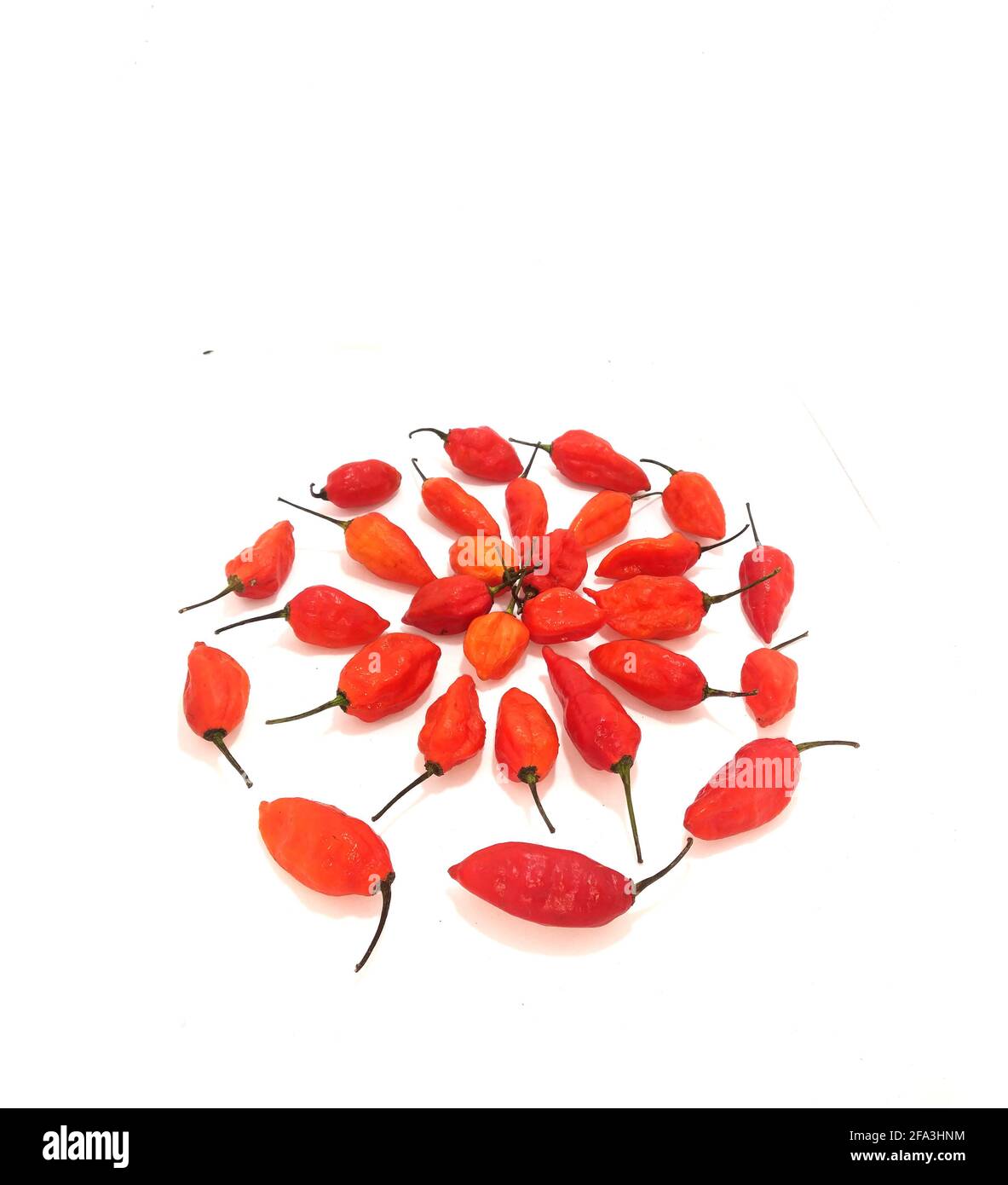 bhut jolokia ghost pepper isolated on white background. ghost pepper ...