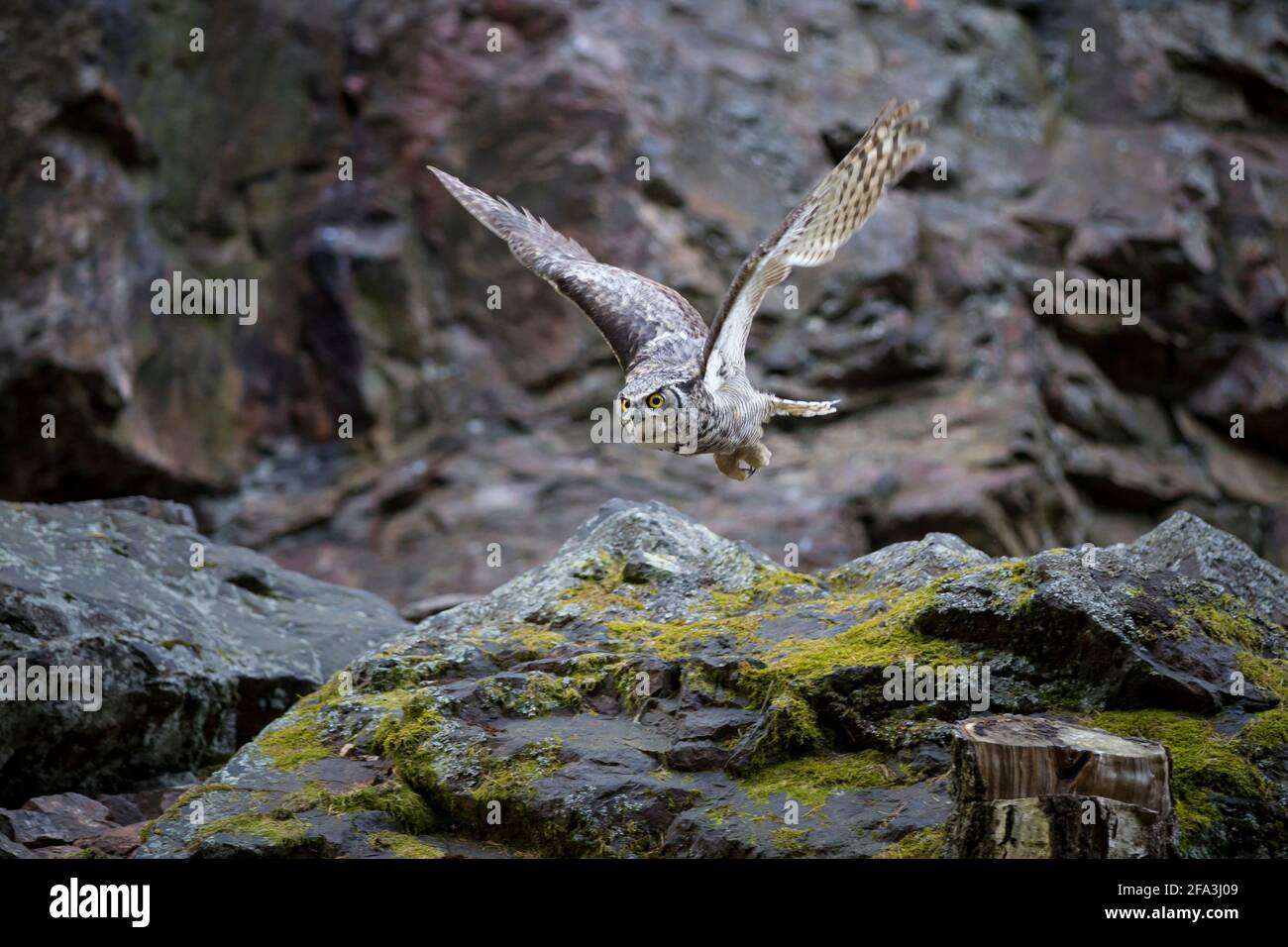 Virginia-Uhu, Bubo virginianus, great horned owl Stock Photo - Alamy