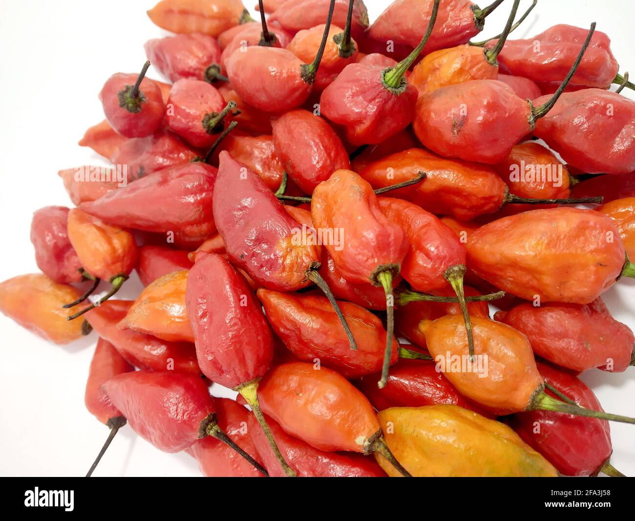 bhut jolokia ghost pepper isolated on white background. ghost pepper ...