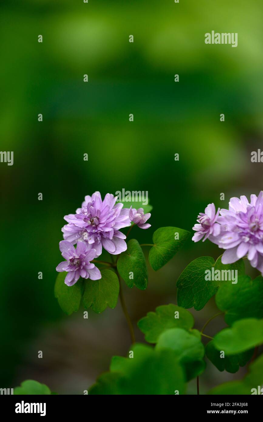 Anemonella thalictroides forma rosea Oscar Schoaf,pink double flowers ...