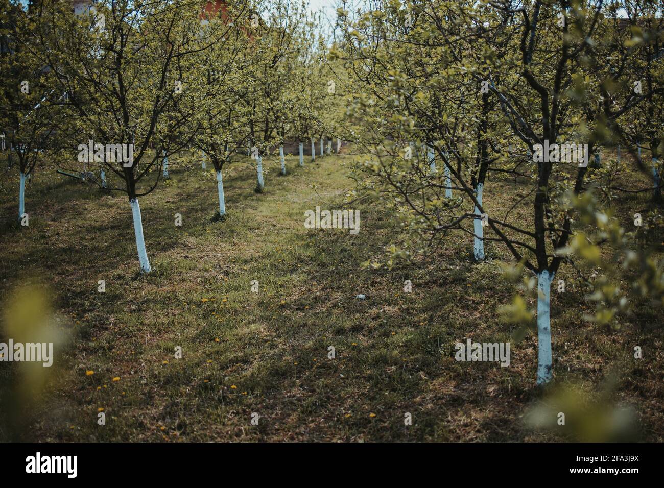 Rows of cultivated trees on a meadow Stock Photo - Alamy