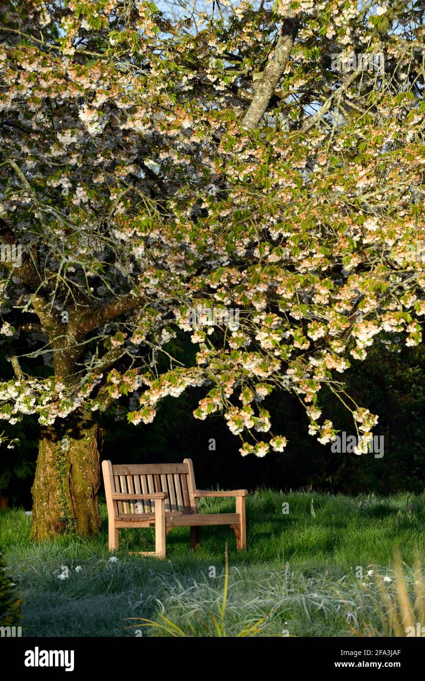wooden seat,garden bench,garden seat,wooden seat under a cherry blossom ...